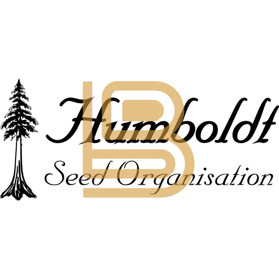 5 FEM SEEDS - WHITE RUNTZ FAST FLOWERING | BBseeds